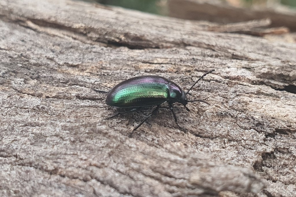 Chalcopteroides columbinus in October 2021 by Garry French · iNaturalist