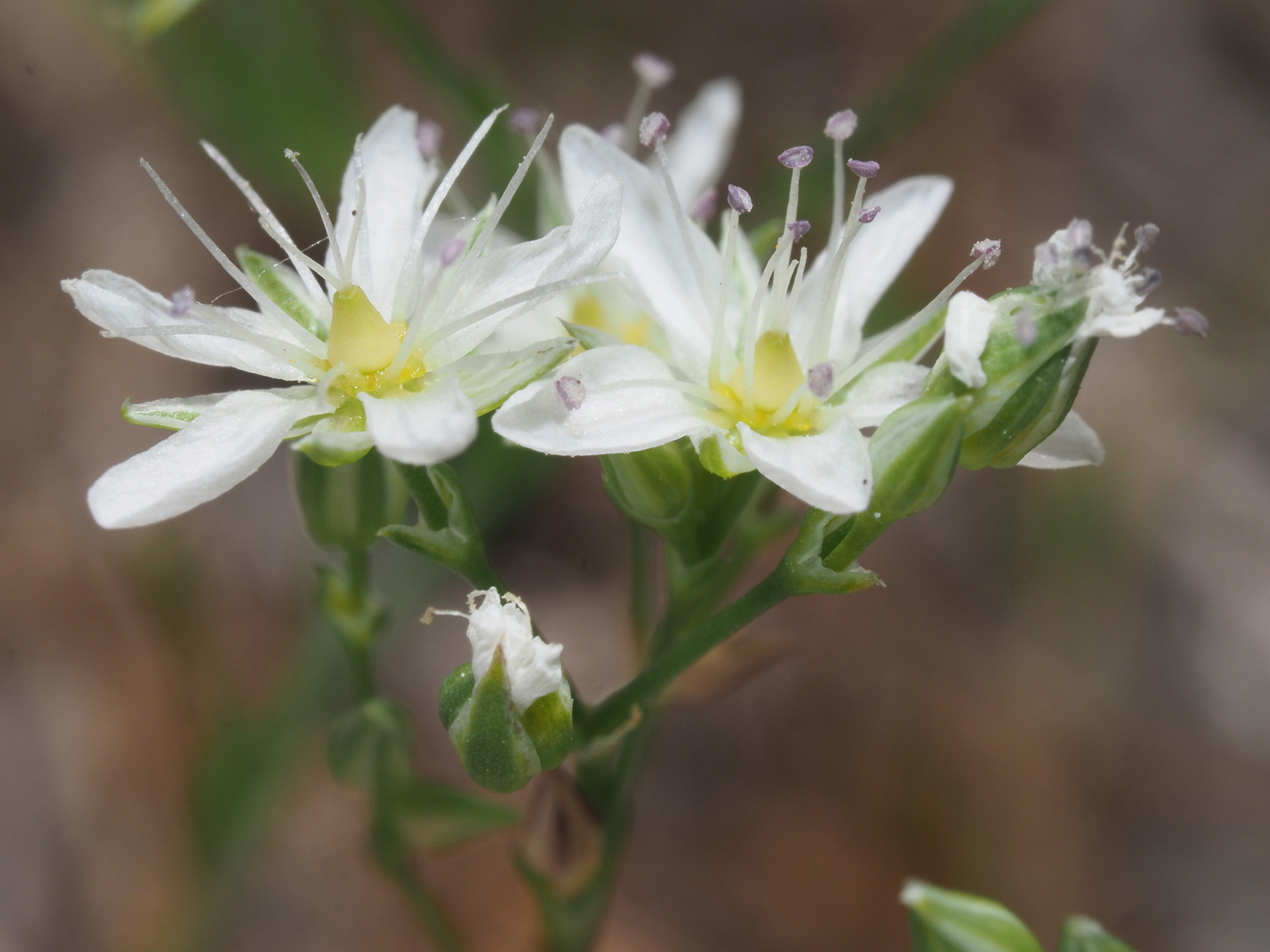 Minuartia setacea (Thuill.) Hayek