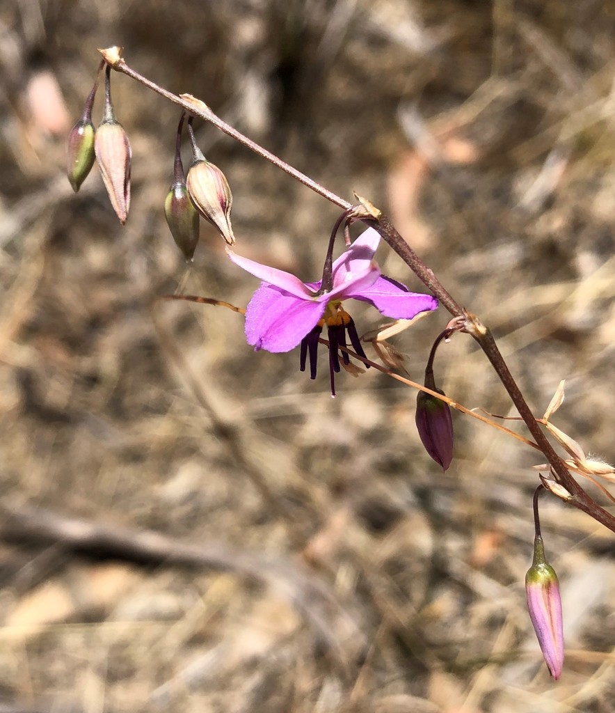 Nodding Chocolate Lily from Sherwood SA 5267, Australia on December 9 ...
