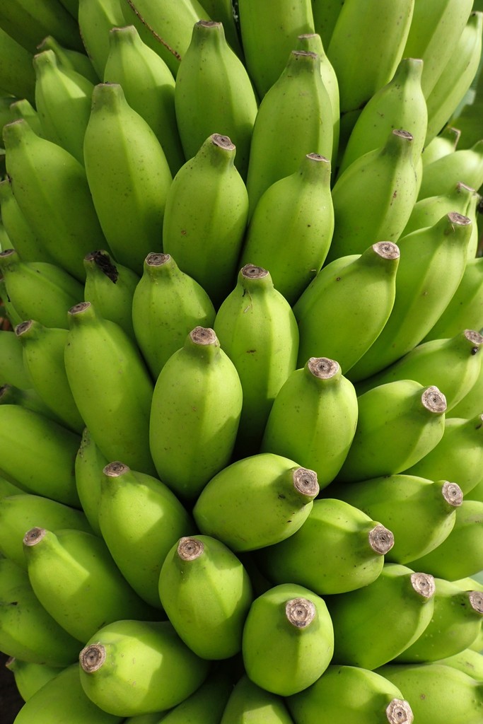 Banana Family (Musaceae) - Botanical Realm