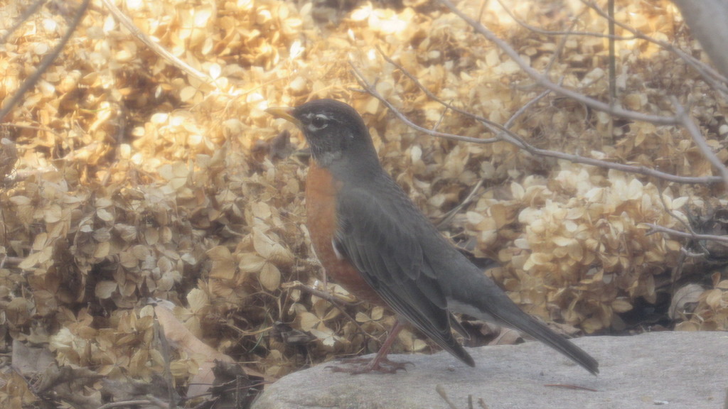American Robin in April 2018 by minnesota. Freeborn county · iNaturalist
