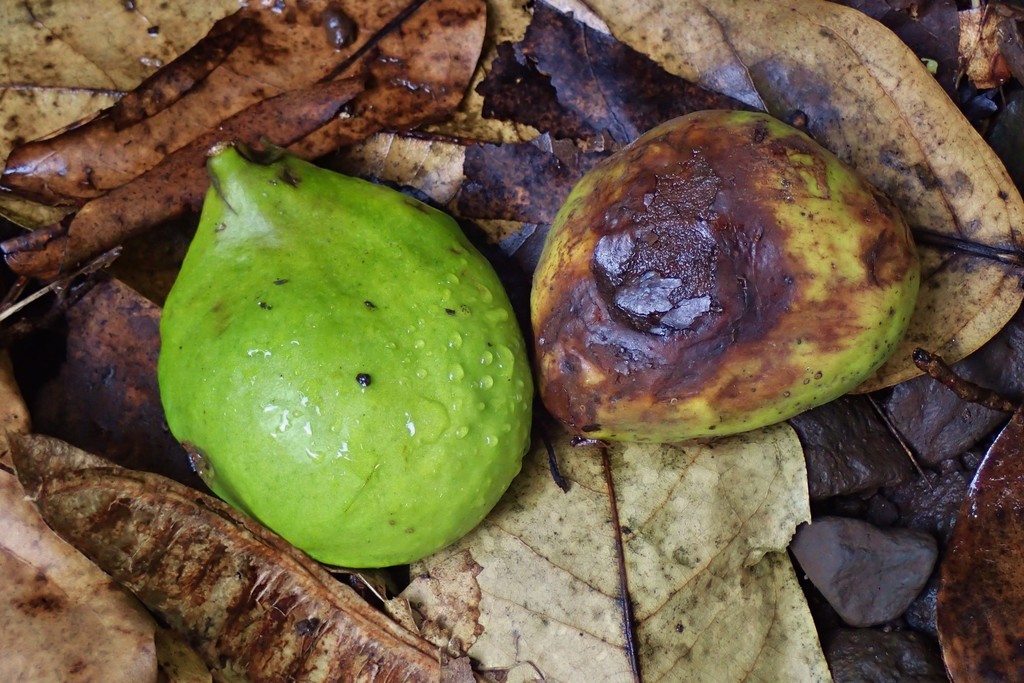 Polynesian chestnut (Inocarpus fagifer) - Botanical Realm