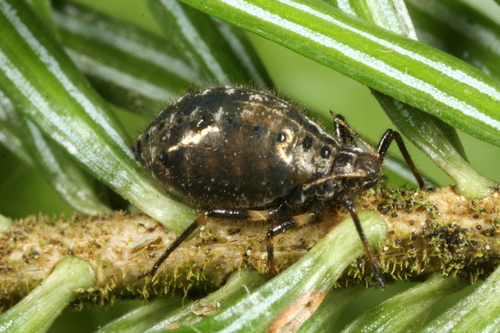 Cinara confinis · iNaturalist Mexico