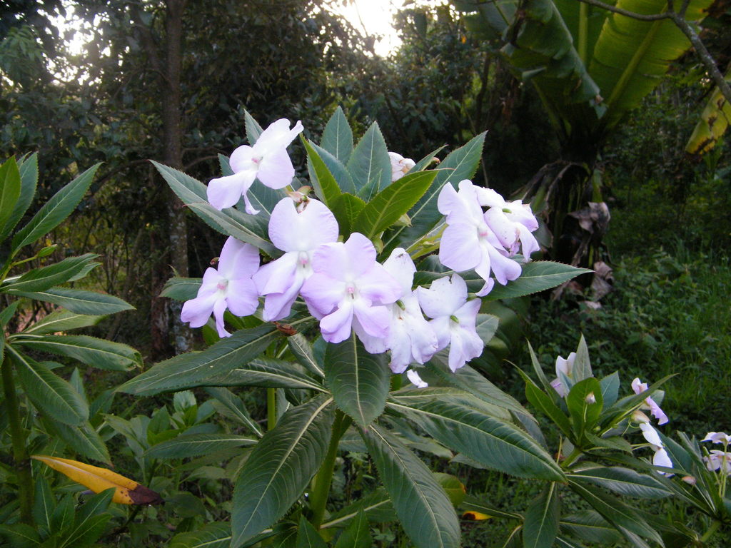 Shrub Balsam (Aliens of the Cape Peninsula) · iNaturalist