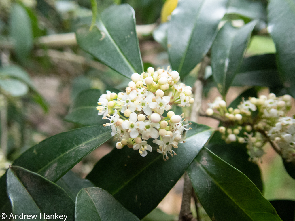 Cape Holly (Knysna - Locally Indigenous Trees Available in the Trade ...