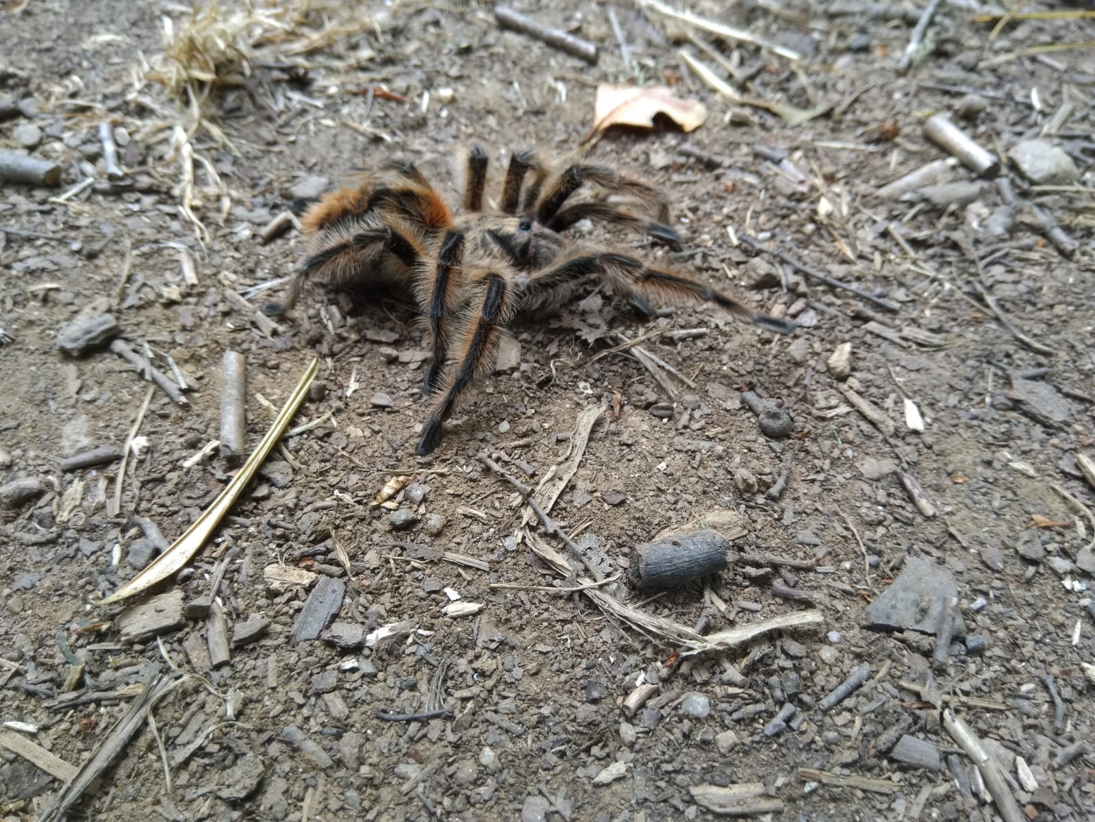 Phrixotrichus scrofa (Molina, 1782)