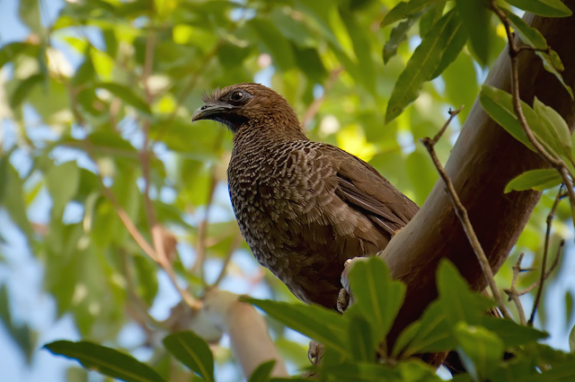 Scaled Chachalaca (Florianopolis - Top 200 species - Most charismatic and typical) · iNaturalist