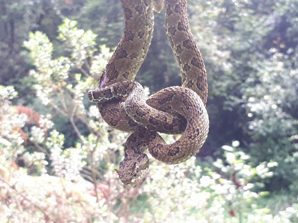 Emerald Horned Pitviper from Zacatlán, Pue., México on May 1, 2018 at ...