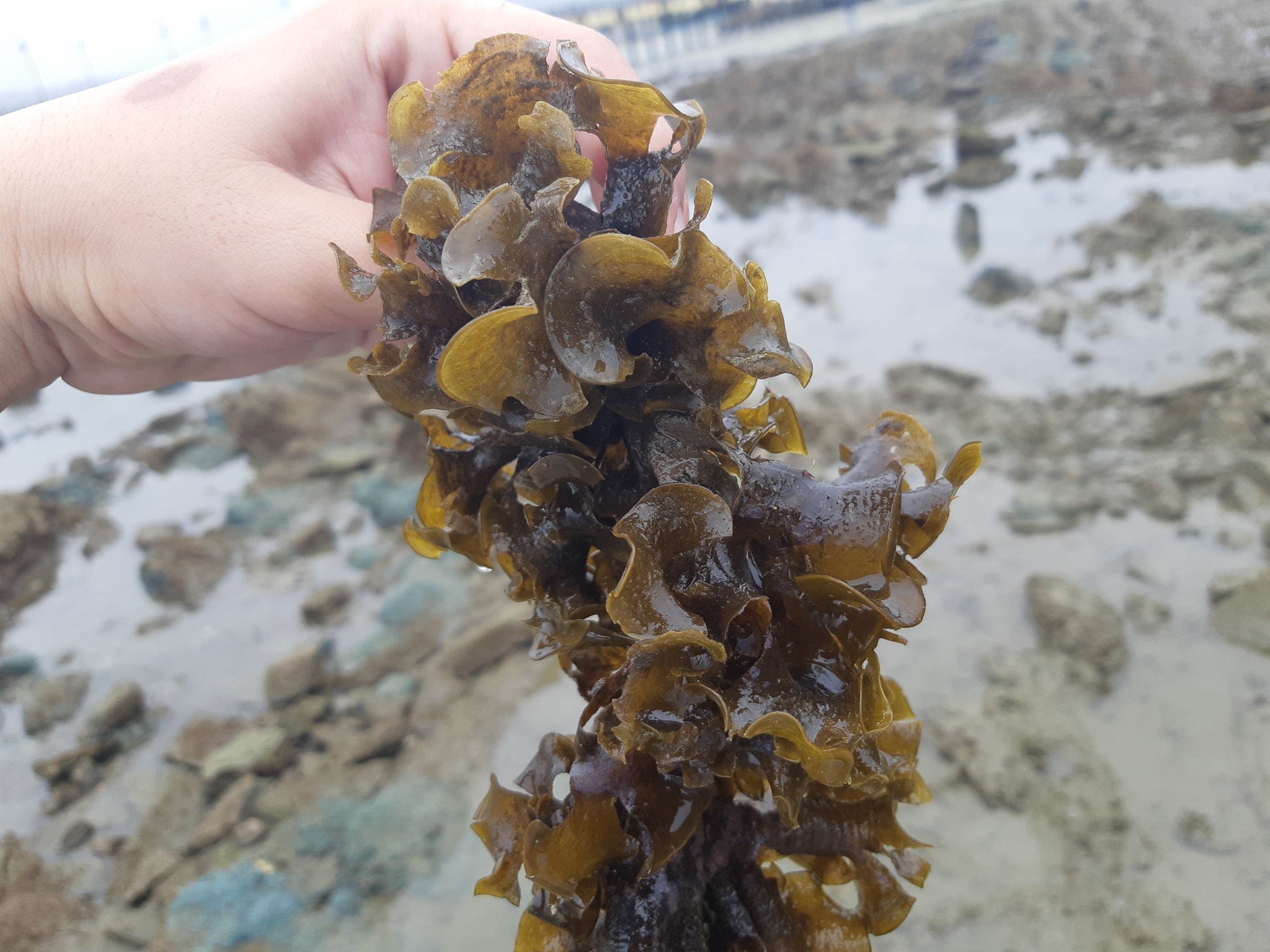 Lobophora J.Agardh, 1894