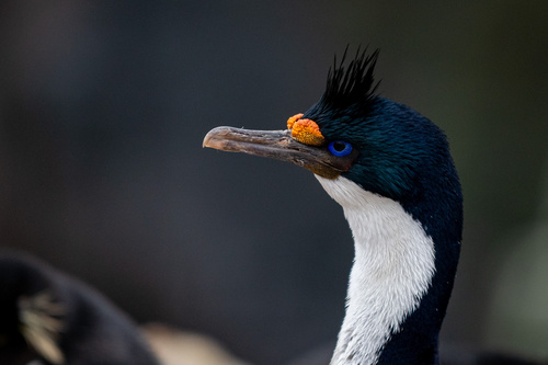 Cormorán real (Subespecies Leucocarbo atriceps albiventer ...