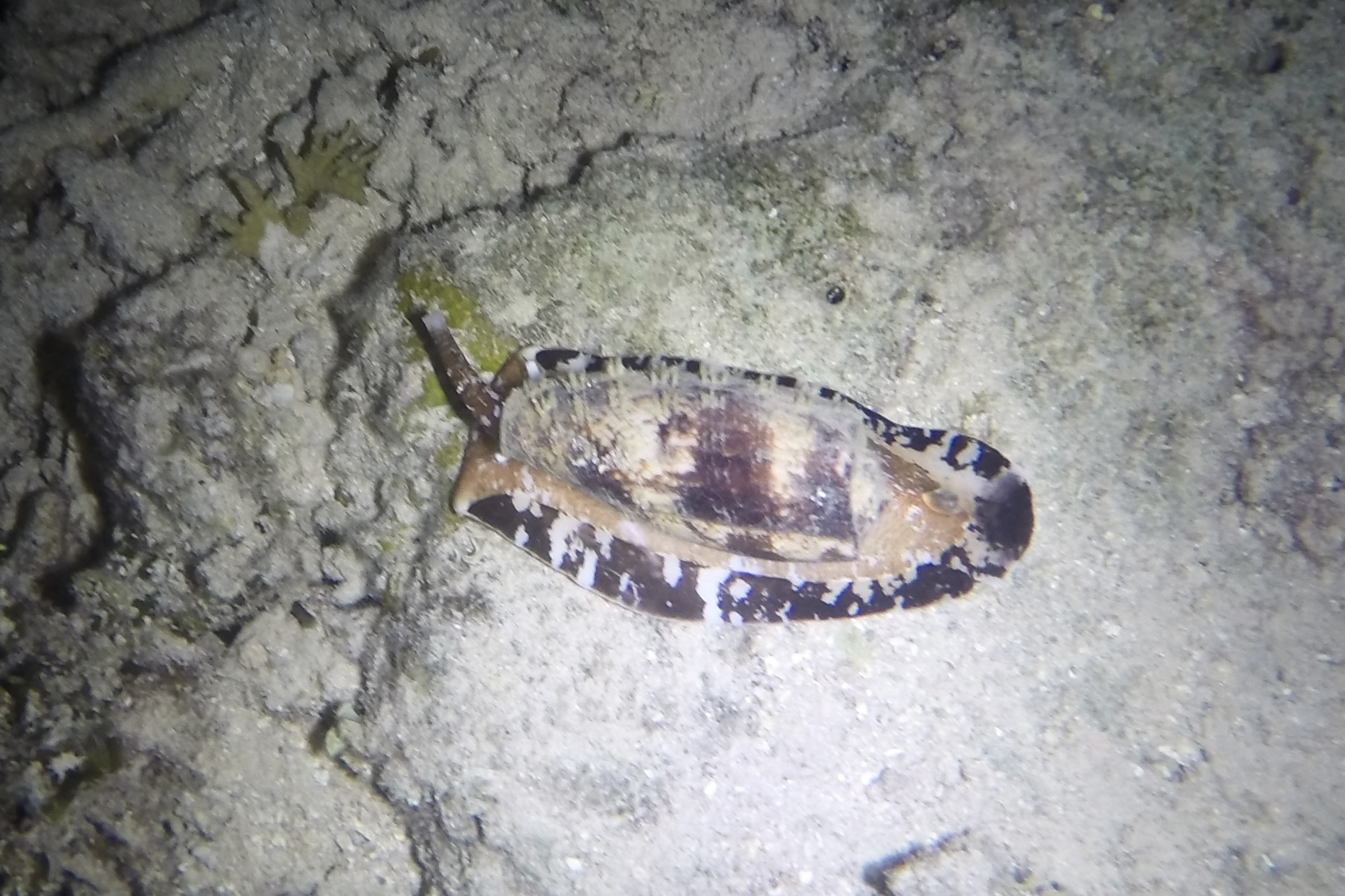 Conus geographus Linnaeus, 1758