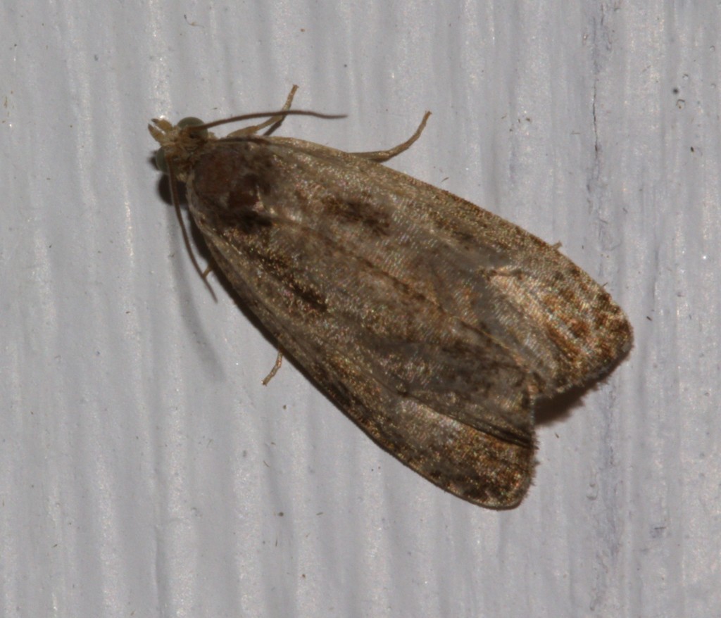 Olethreutes Moths from Québec, Canada on August 13, 2021 at 11:38 PM by ...