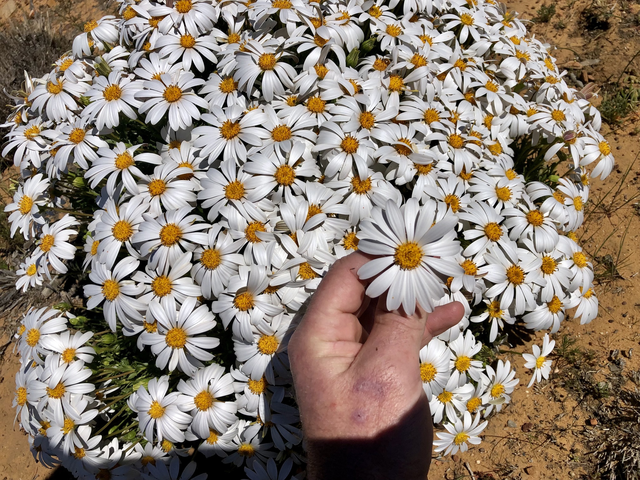 Dimorphotheca cuneata (Thunb.) DC.