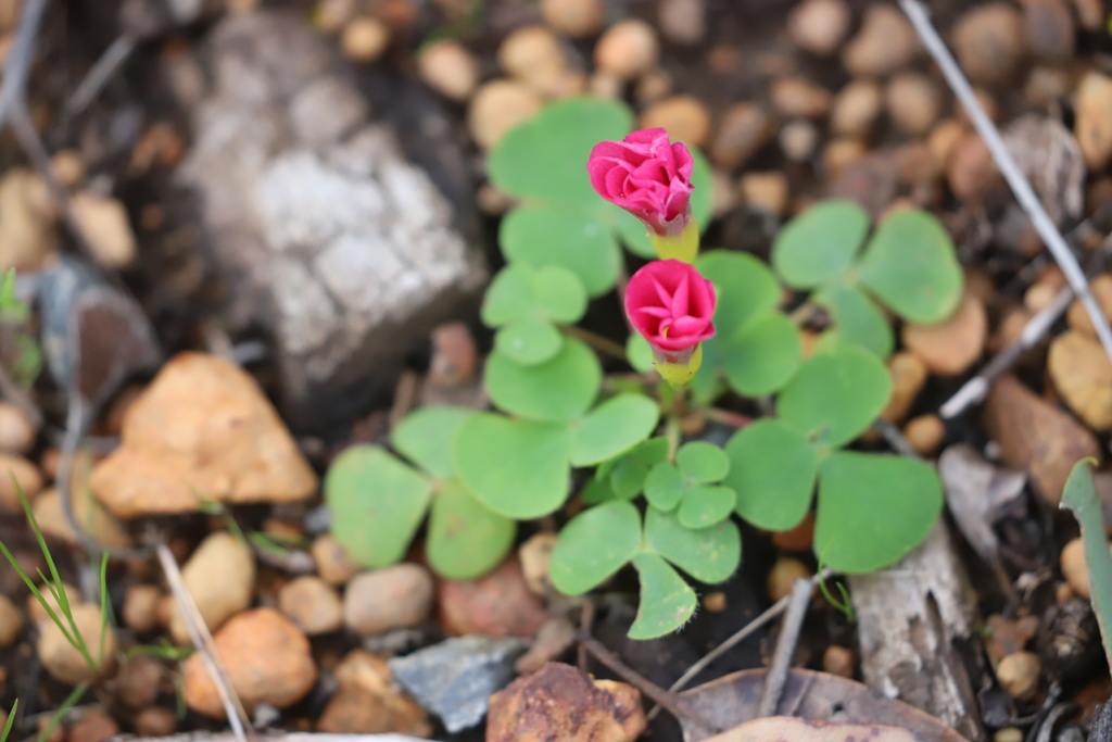 Oxalis purpurea (Madeira Pflanzen Myrtales, Oxalidales, Ranunculales ...