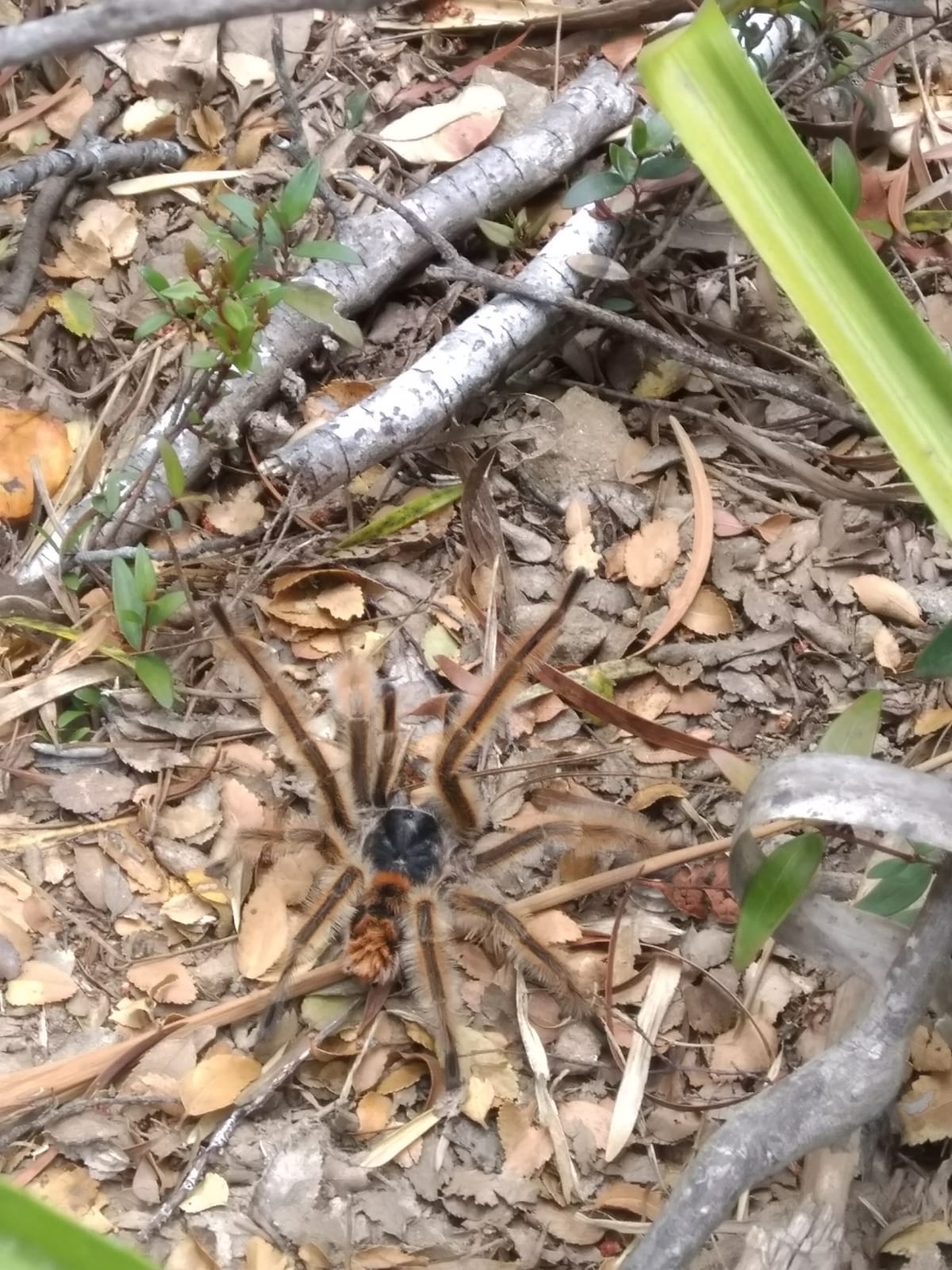 Phrixotrichus scrofa (Molina, 1782)