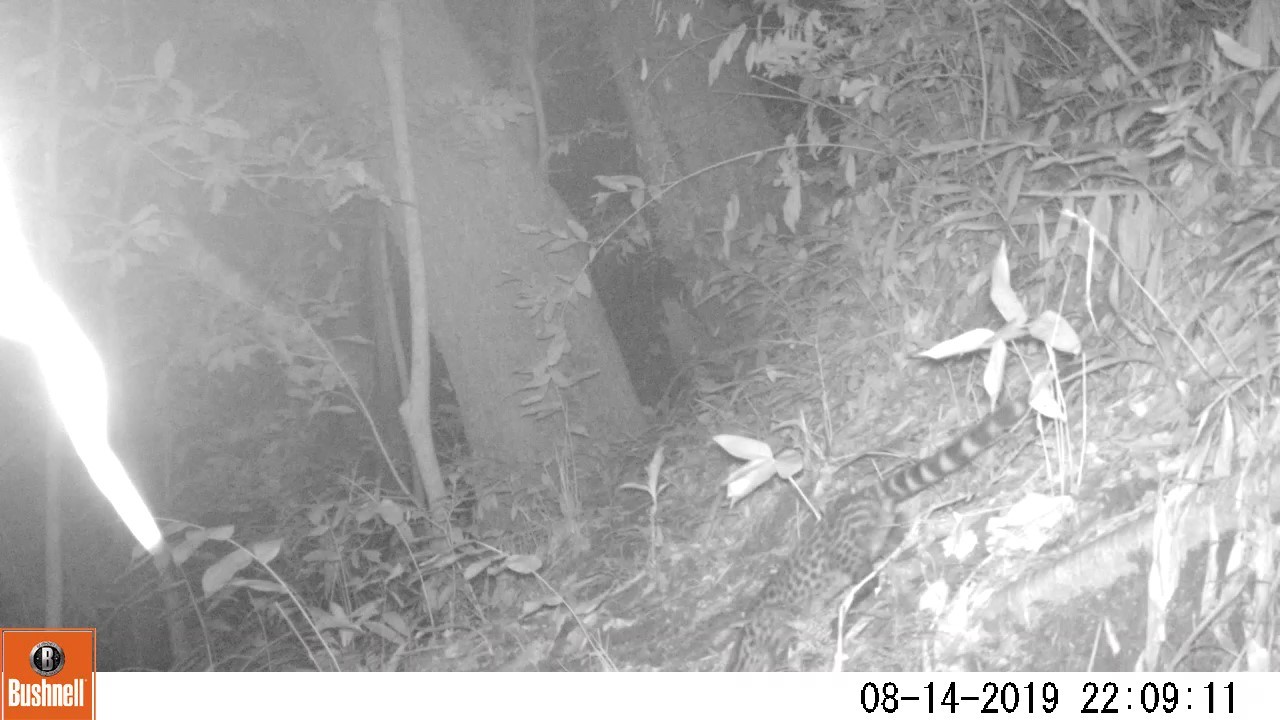 Genetta servalina Pucheran, 1855