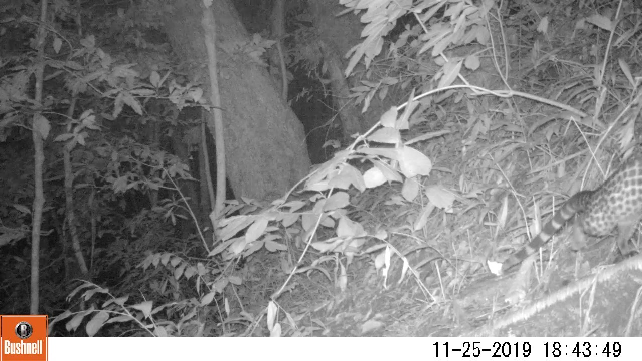 Genetta servalina Pucheran, 1855