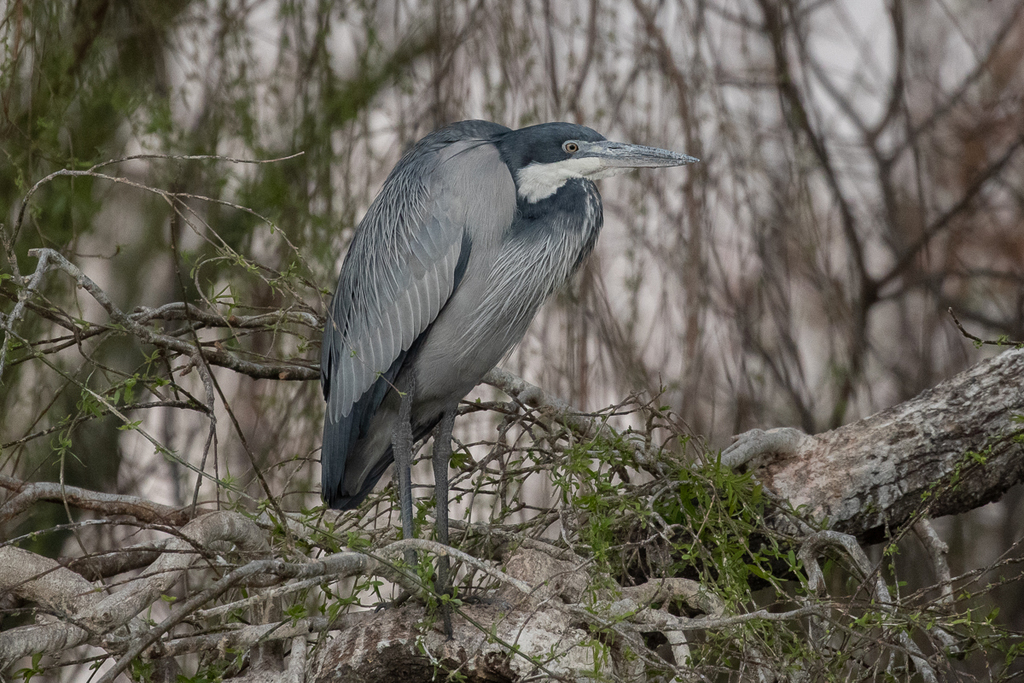 Black-headed Heron from Lone Hill Park, Sandton, 2062, South Africa on ...