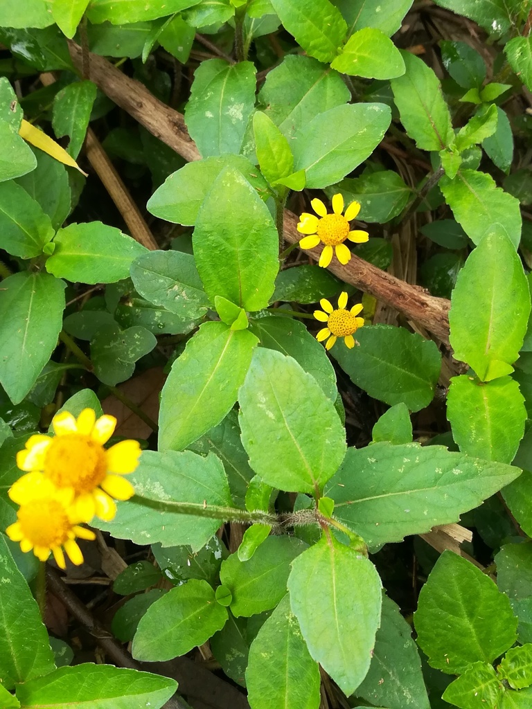 Oppositeleaf Spotflower (Acmella repens) - Botanical Realm