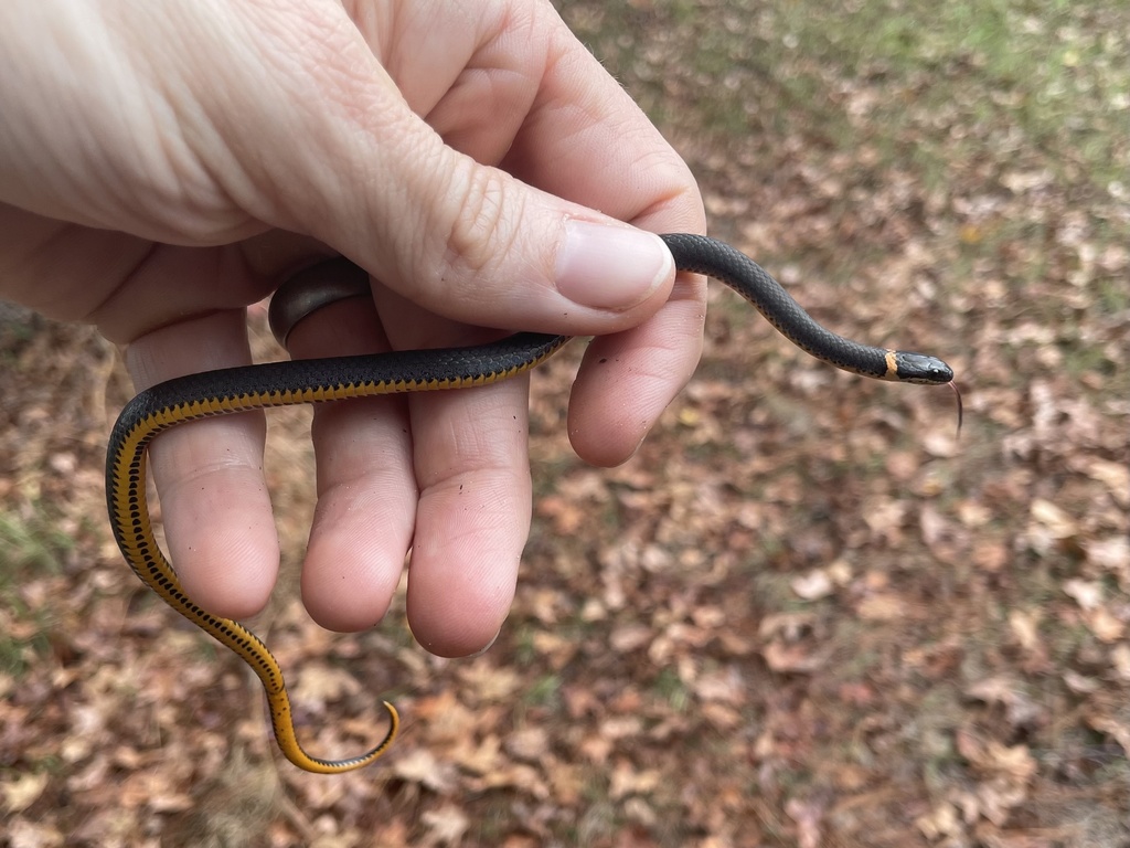 Southern Ringneck Snake in December 2021 by add03e · iNaturalist