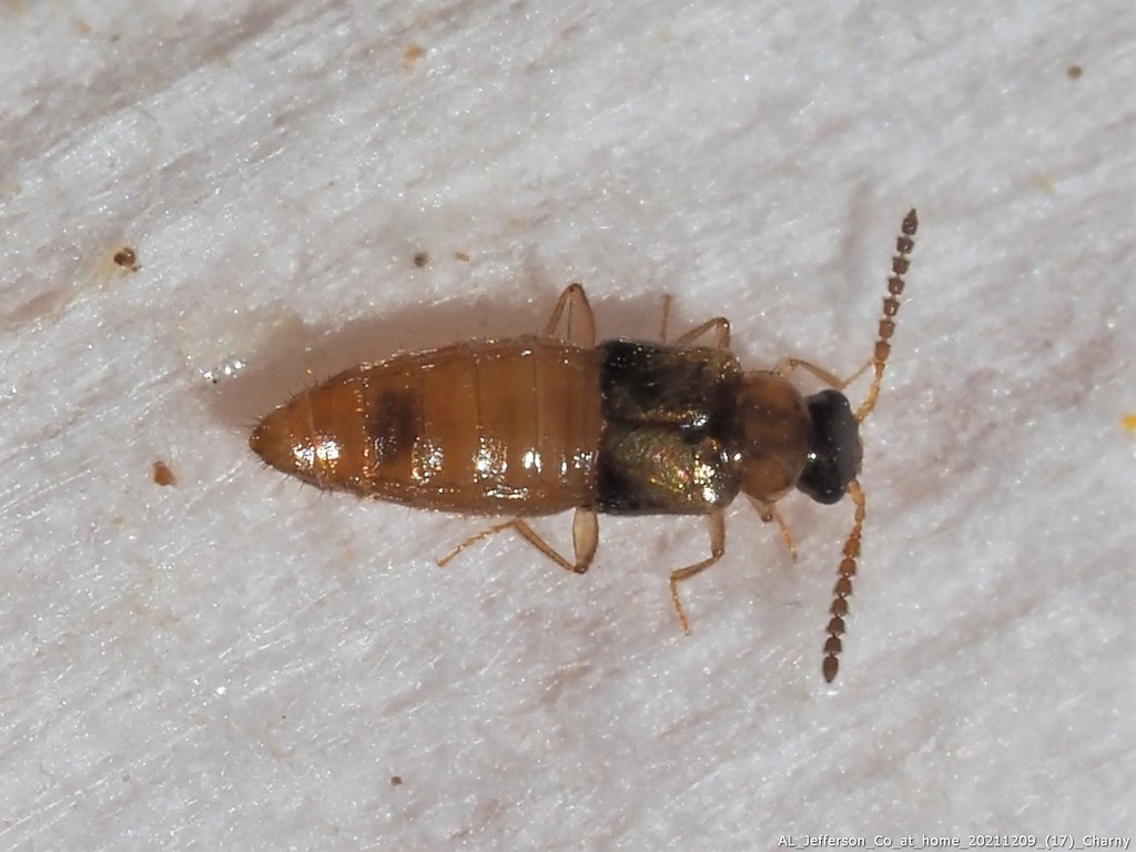 Gyrophaena affinis from Old Rocky Ridge, Jefferson County, AL on December 9, 2021 at 03:40 PM by ...