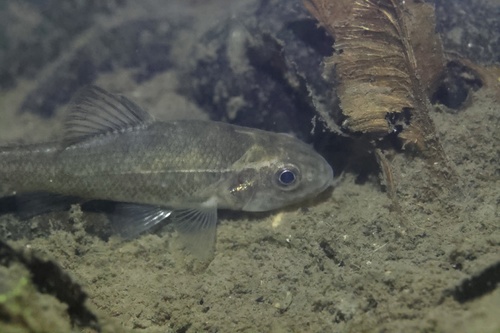 Percopsis transmontana · NaturaLista Colombia