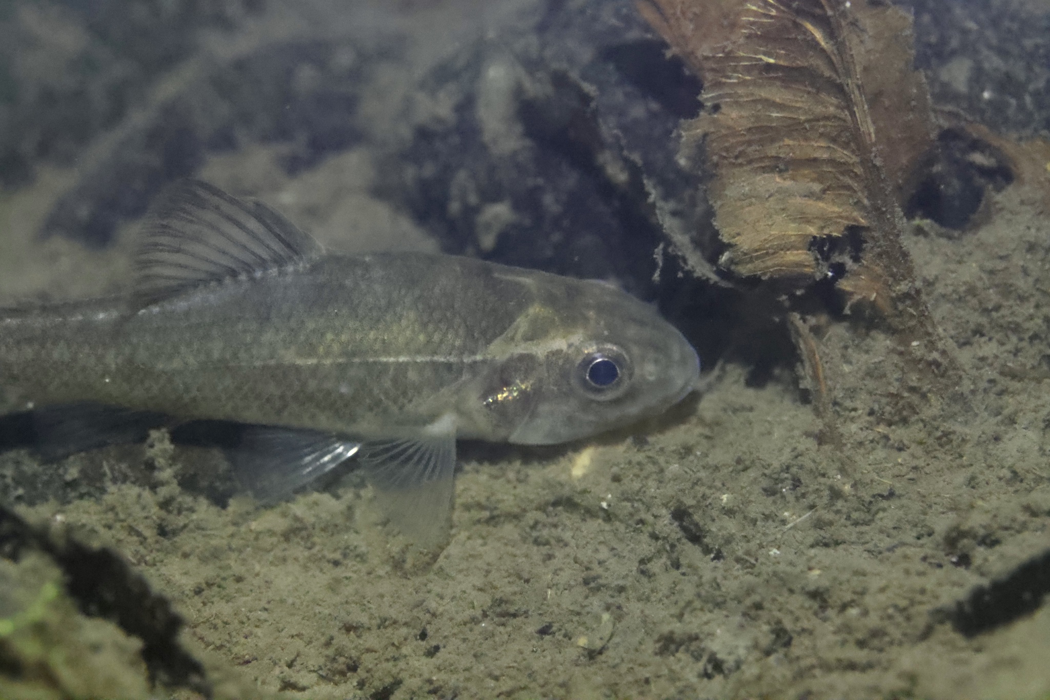 Percopsis transmontana (Eigenmann & Eigenmann, 1892)