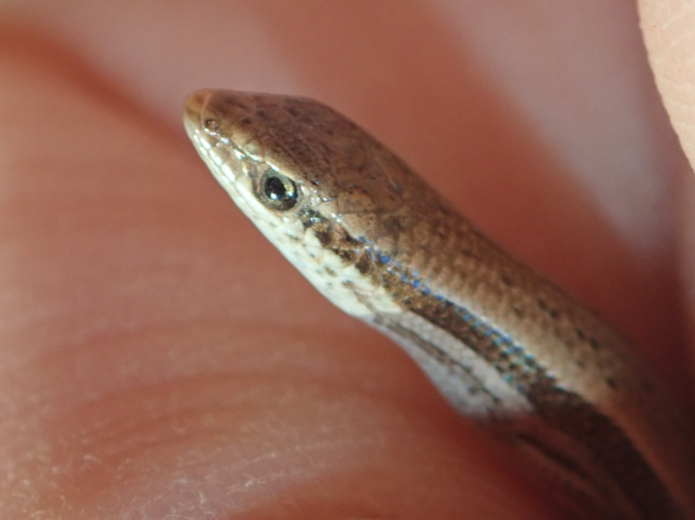 Common Dwarf Skink from Fowlers Gap NSW 2880, Australia on December 10 ...