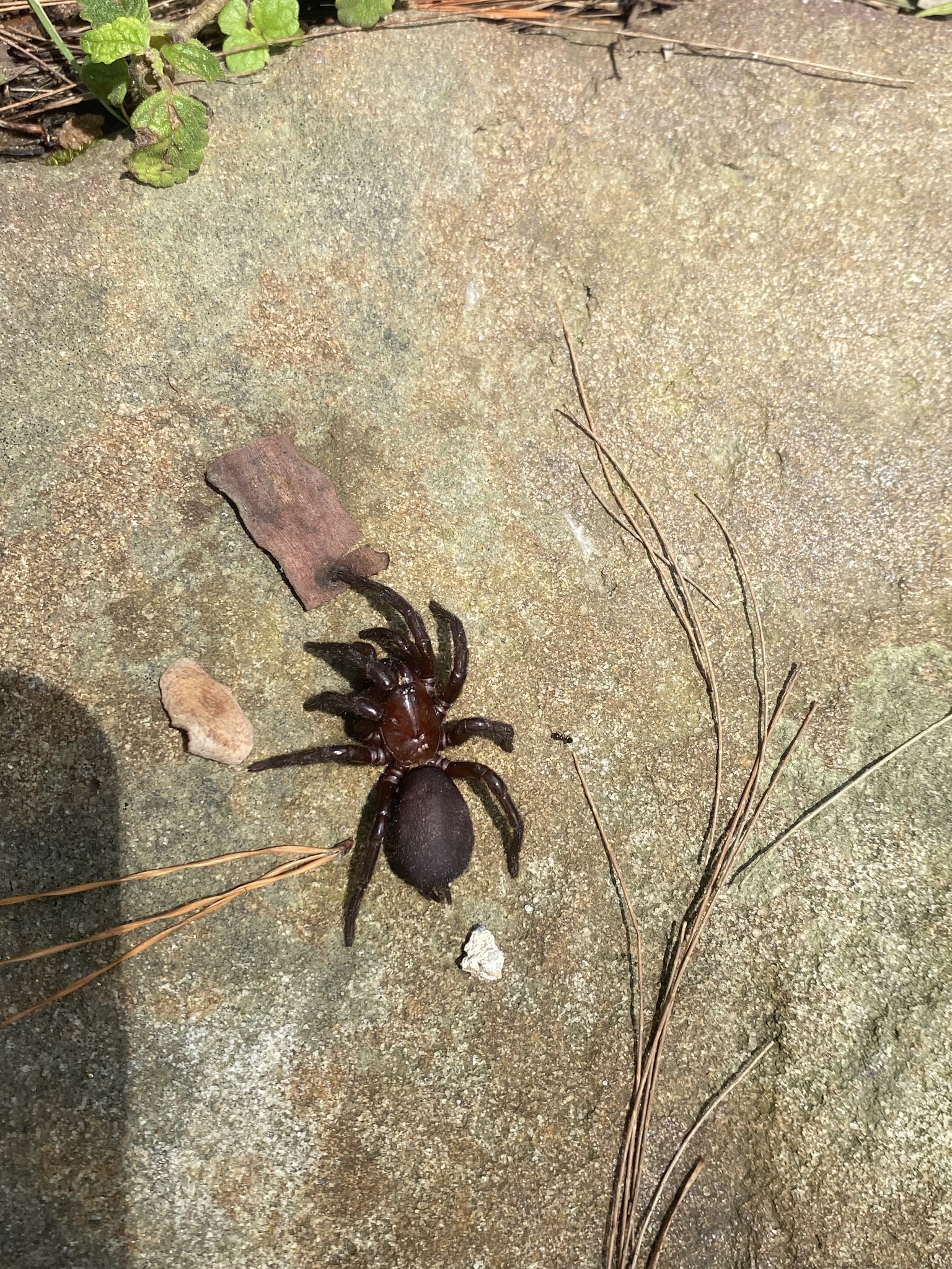 Atrax robustus O.Pickard-Cambridge, 1877