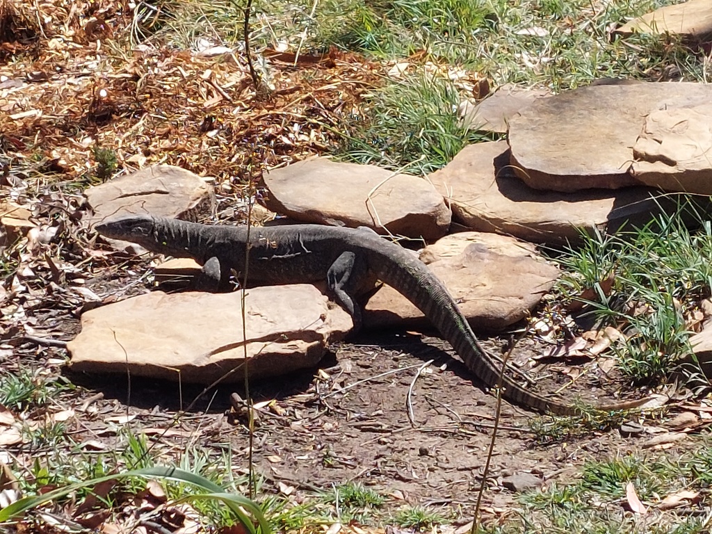 Heath Monitor from Balmoral NSW 2571, Australia on October 7, 2021 at ...