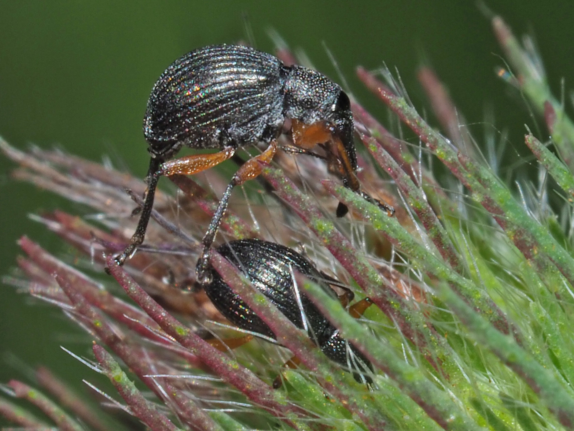 Protapion apricans (Herbst, 1797)