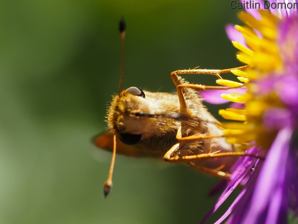 Sachem from Howard County Conservancy on December 09, 2021 at 11:30 PM ...