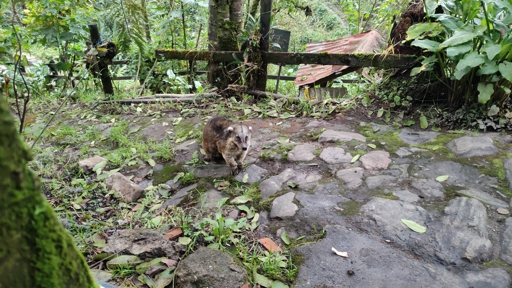 Achuni en noviembre de 2021 por Cristian Antonio Calderón López ...