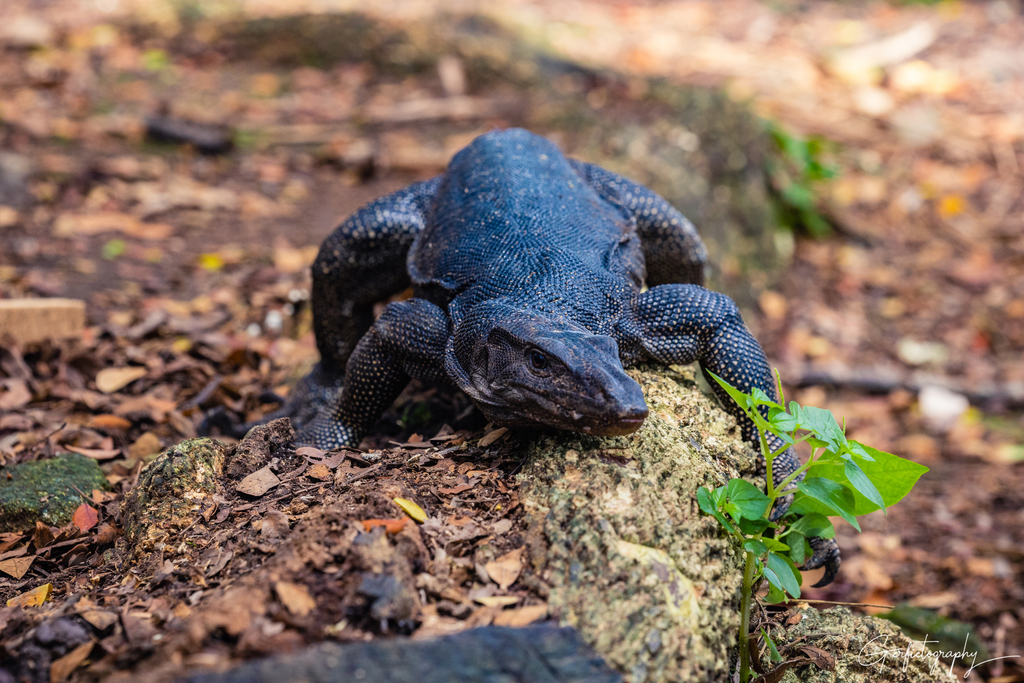 Rasmussen's Water Monitor from Panglima Sugala, Tawi-Tawi, Philippines ...