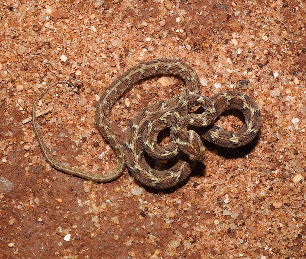 Common Cat Snake (Lizards of Chhattisgarh, India) · iNaturalist