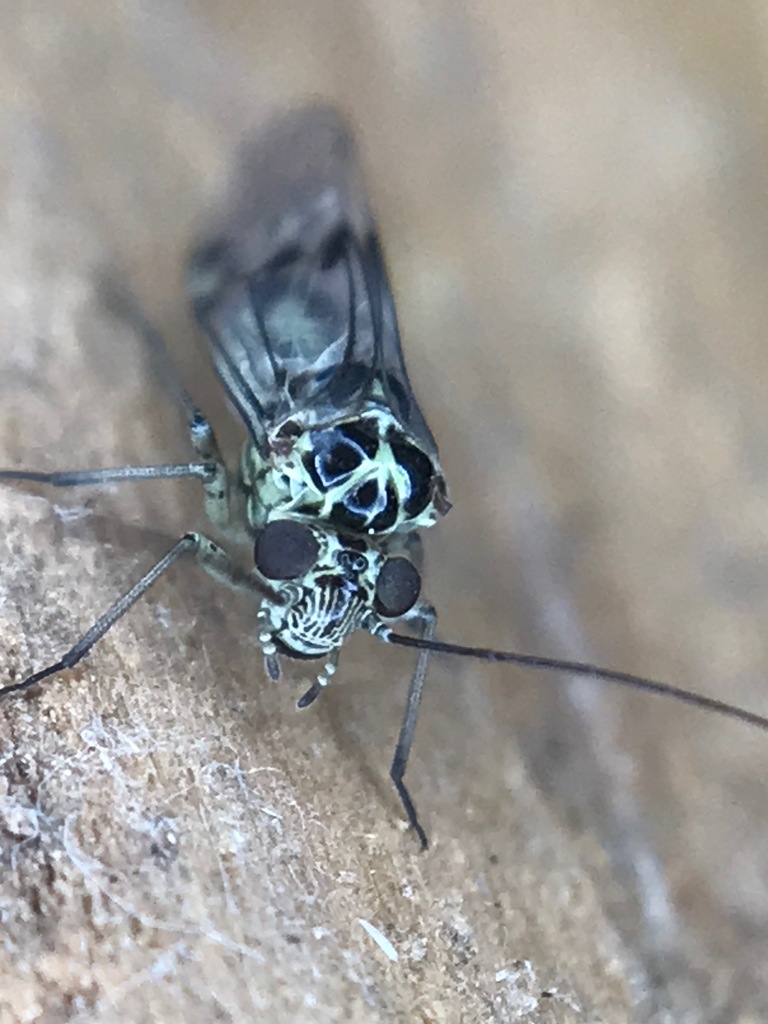 Common Barklice from Bell, Texas, United States on December 09, 2021 at ...