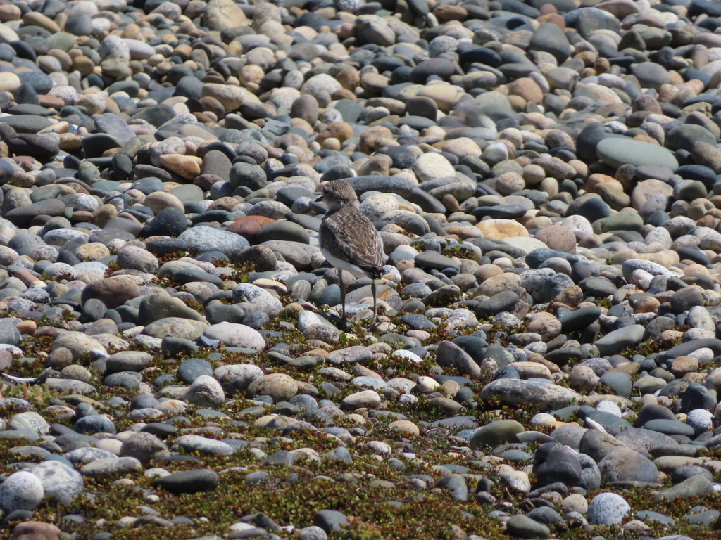 New Zealand Double-banded Plover in December 2021 by Lloyd Esler ...