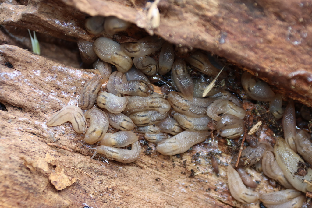 Threeband Slugs from Melbourne VIC, Australia on December 10, 2021 at ...