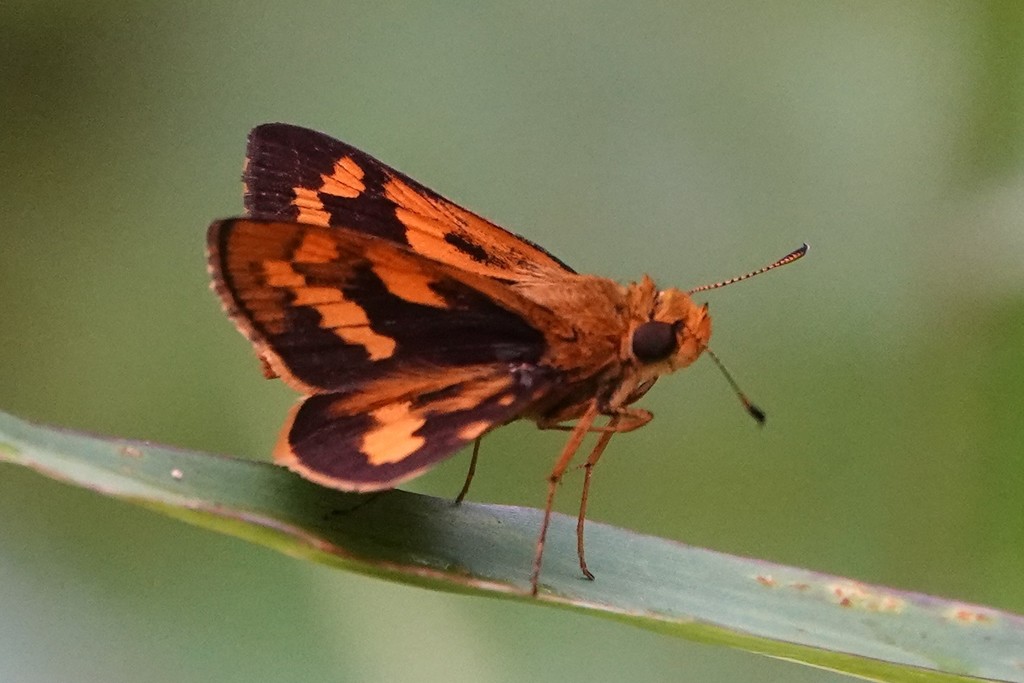 Lesser Dart from Central Water Catchment, Singapore on December 10 ...