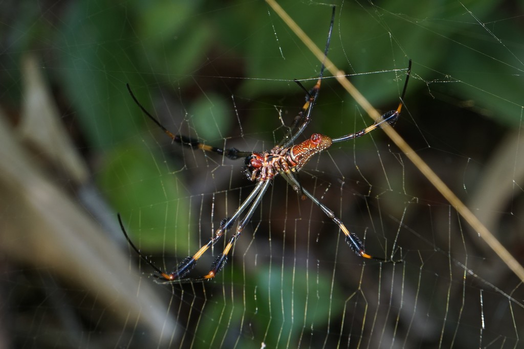 Golden Silk Spider from La Ceiba, Honduras on September 14, 2014 at 12: ...