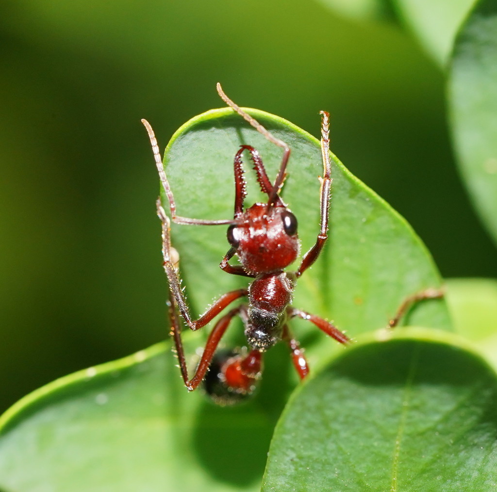 Inchman Ant from Monbulk VIC 3793, Australia on December 9, 2021 at 10: ...