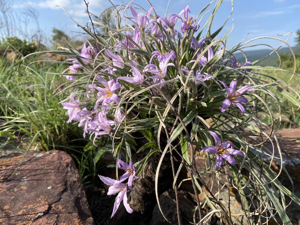 Xerophyta purpurascens from MP, ZA on December 7, 2021 at 07:22 AM by ...