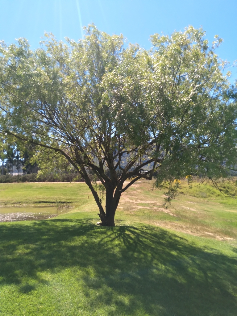 White Karee from Stellenbosch, 7600, South Africa on November 22, 2021 ...