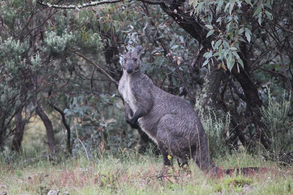 Eastern Wallaroo from Berridale, NSW, AU on December 10, 2021 at 07:00 ...