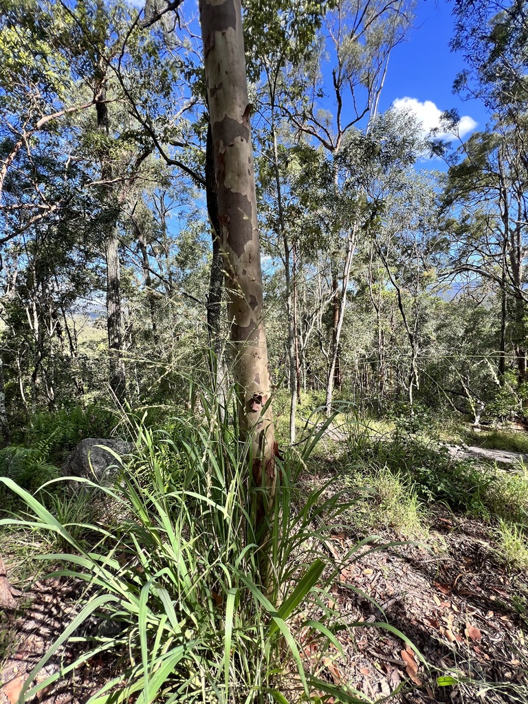 guinea grass in December 2021 by jhall_ecp · iNaturalist