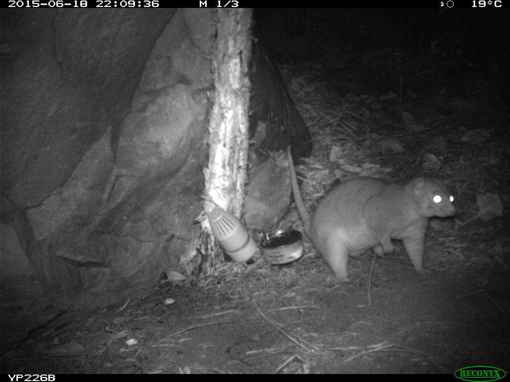Scaly-tailed Possum (Wyulda squamicaudata) - Know Your Mammals