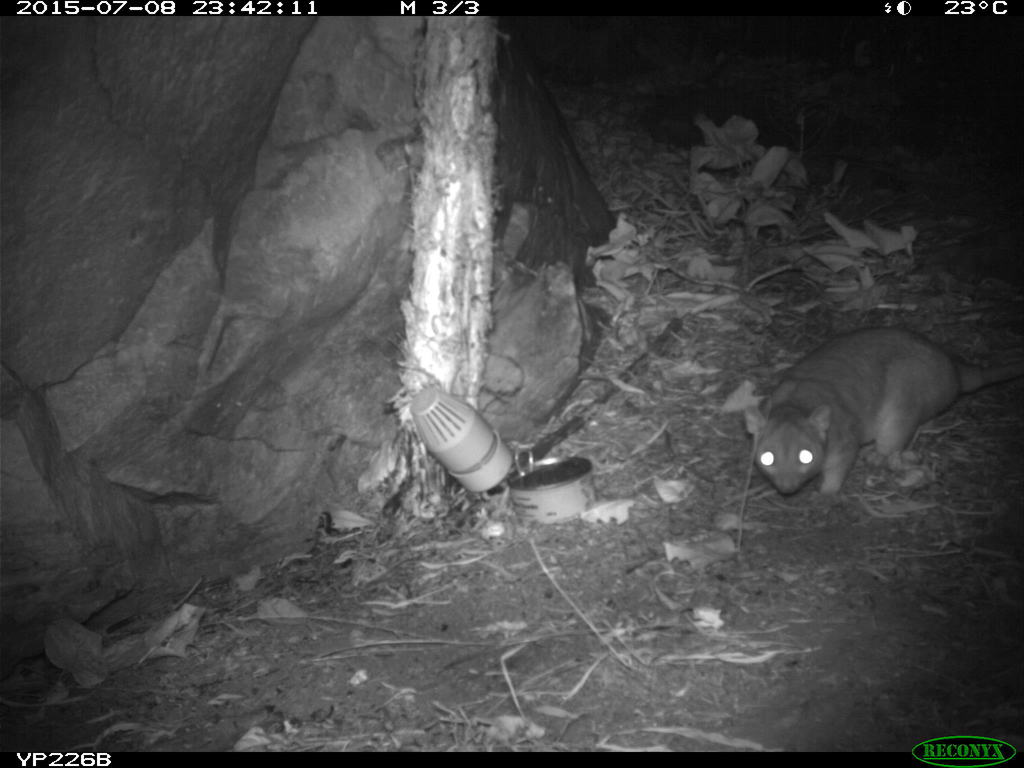 Scaly-tailed Possum in July 2015 by Russell Palmer. Female on camera ...