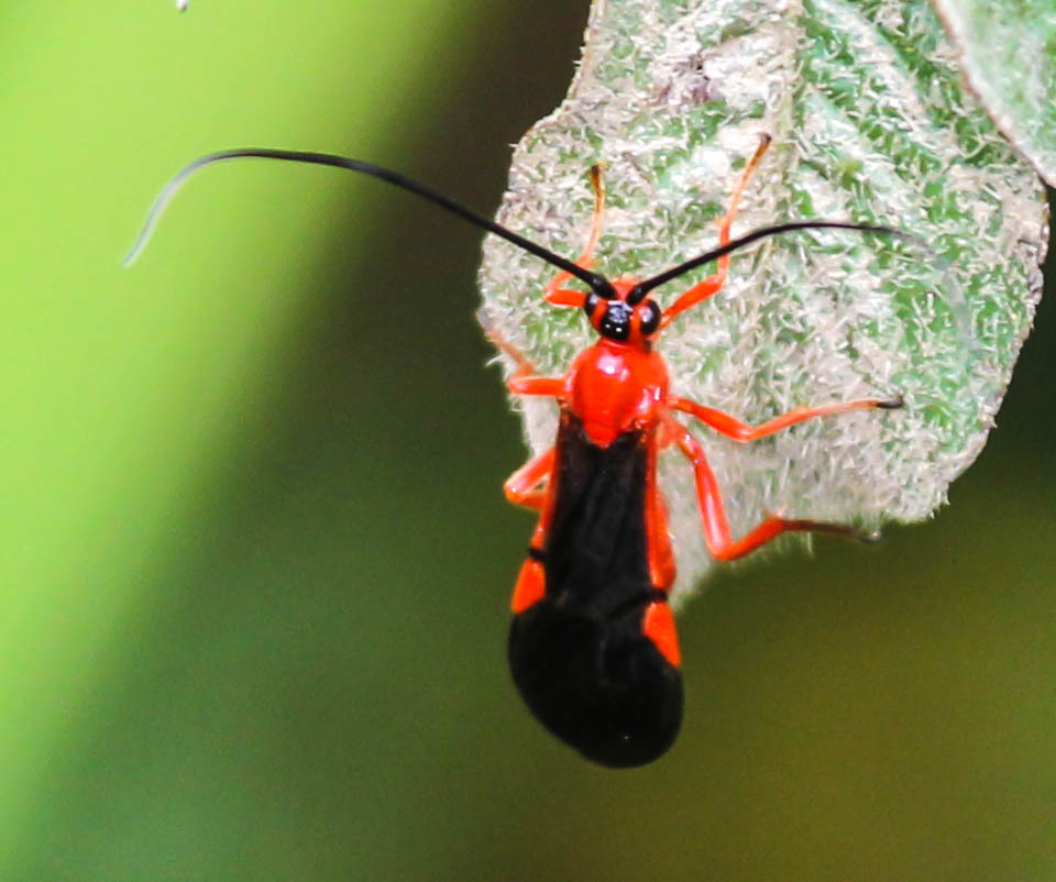 Iphiaulax from Ugu District Municipality, South Africa on December 9 ...