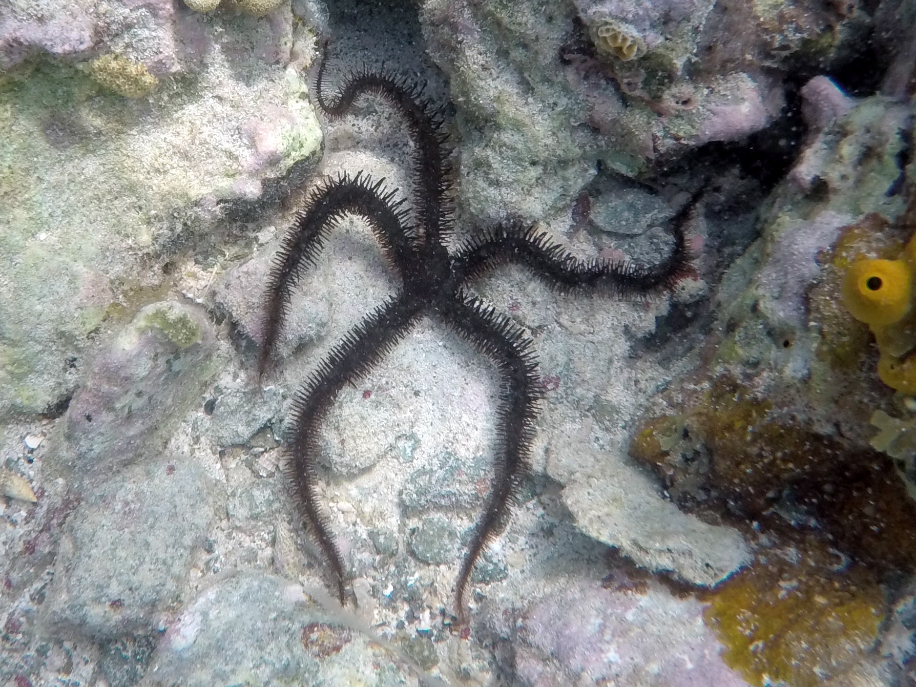 Ophiocoma echinata (Lamarck, 1816)