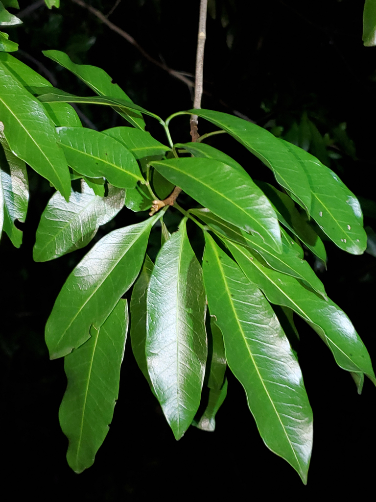 Inkwood from North Key Largo, FL 33037, USA on November 10, 2021 at 05: ...